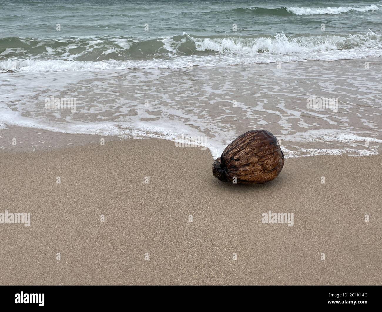 A background of a coconut in front of the ocean on a beach Stock Photo ...