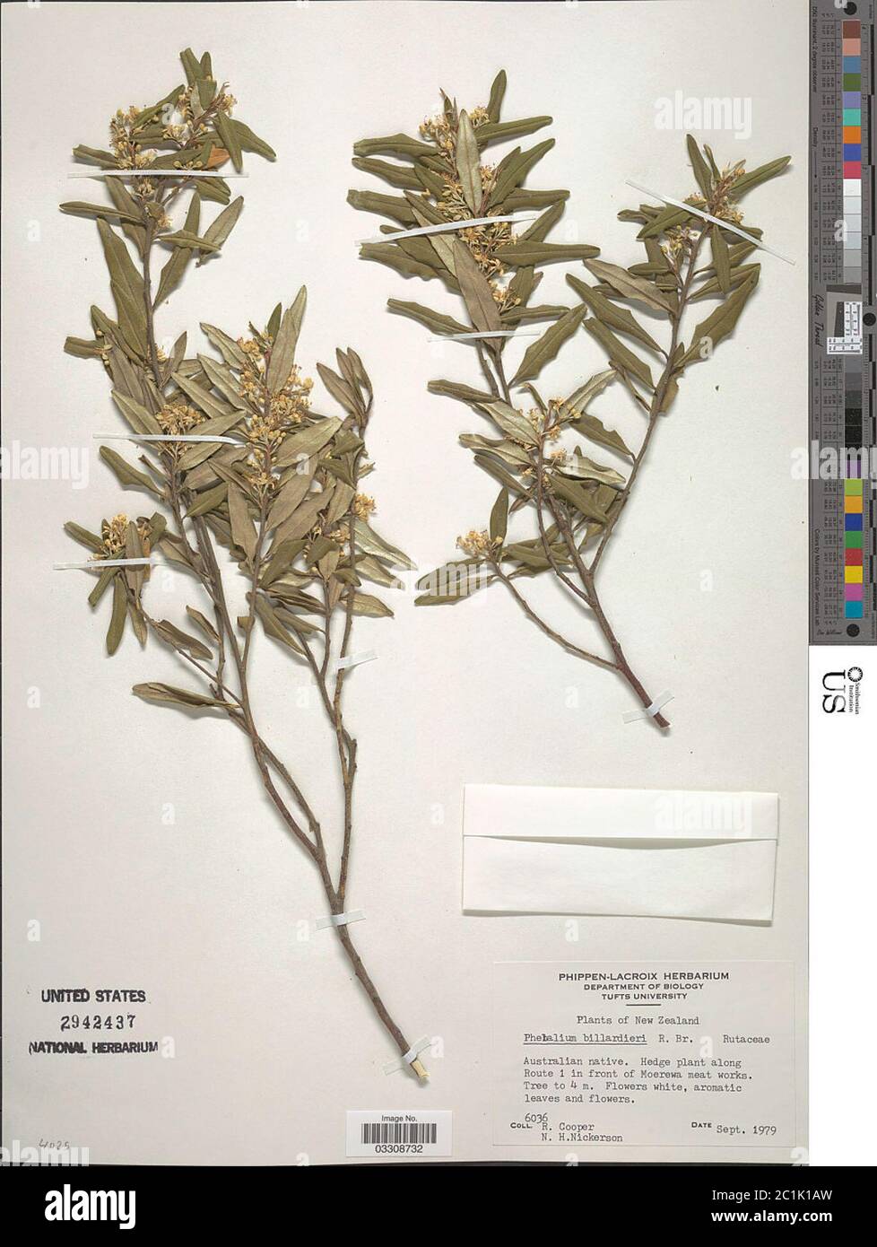 Phebalium hi-res stock photography and images - Alamy