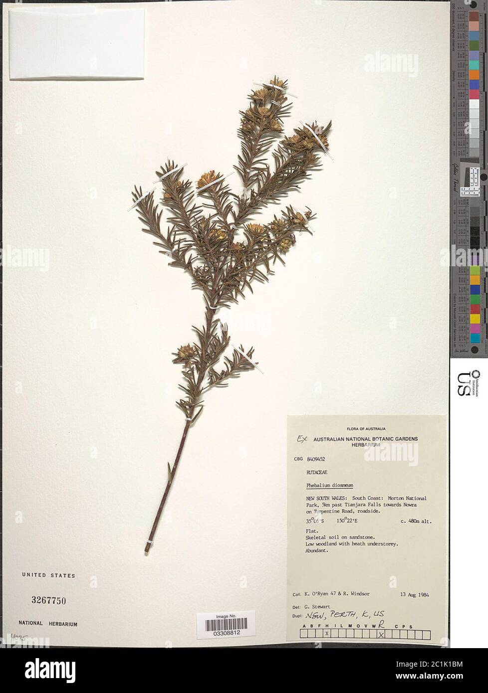 Phebalium hi-res stock photography and images - Alamy