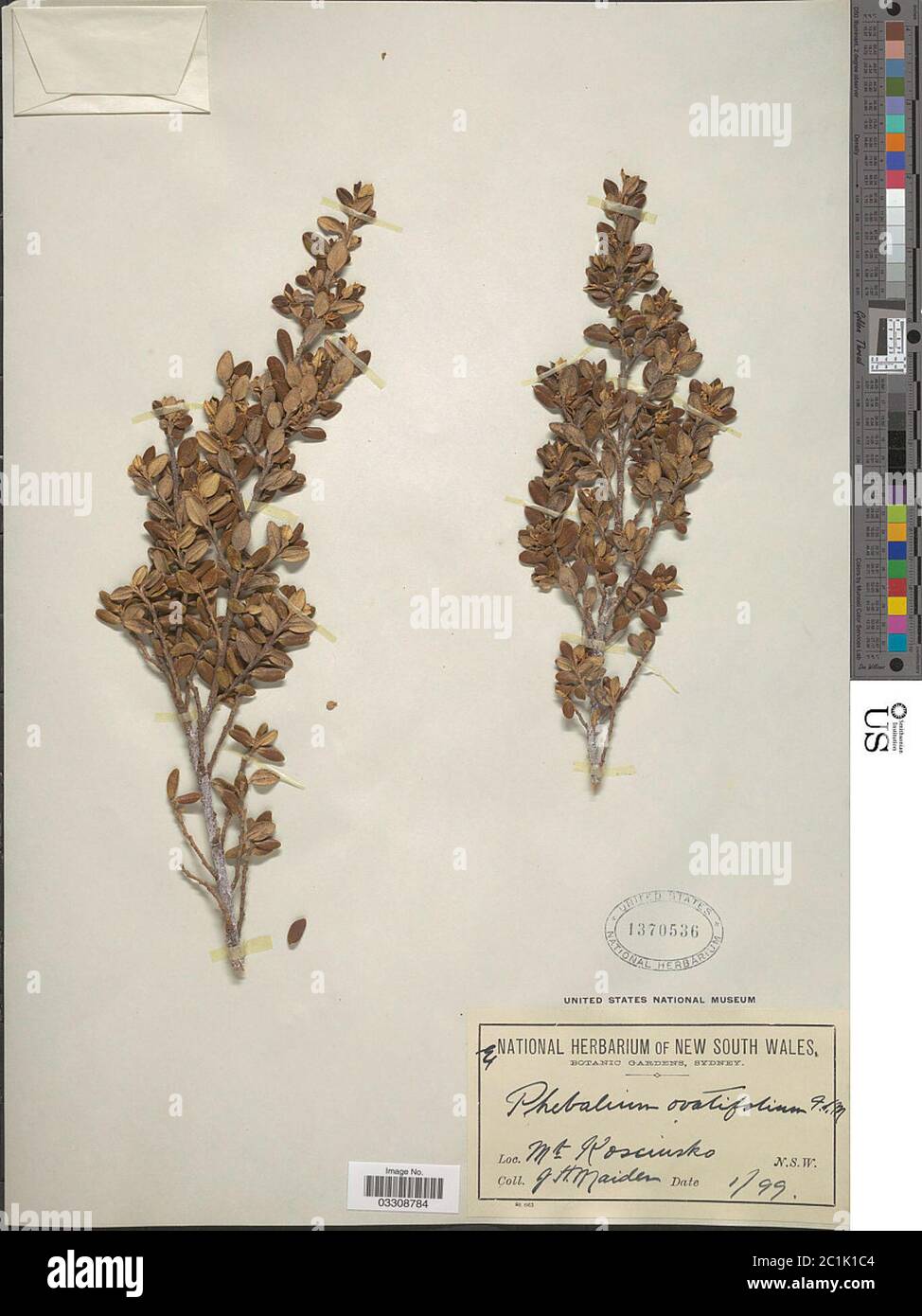 Phebalium High Resolution Stock Photography and Images - Alamy