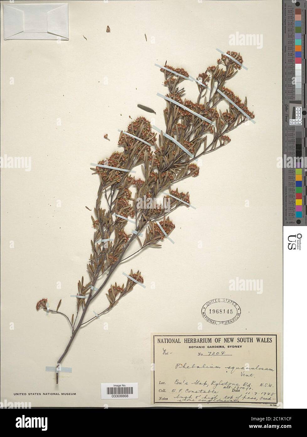 Phebalium squamulosum hi-res stock photography and images - Alamy