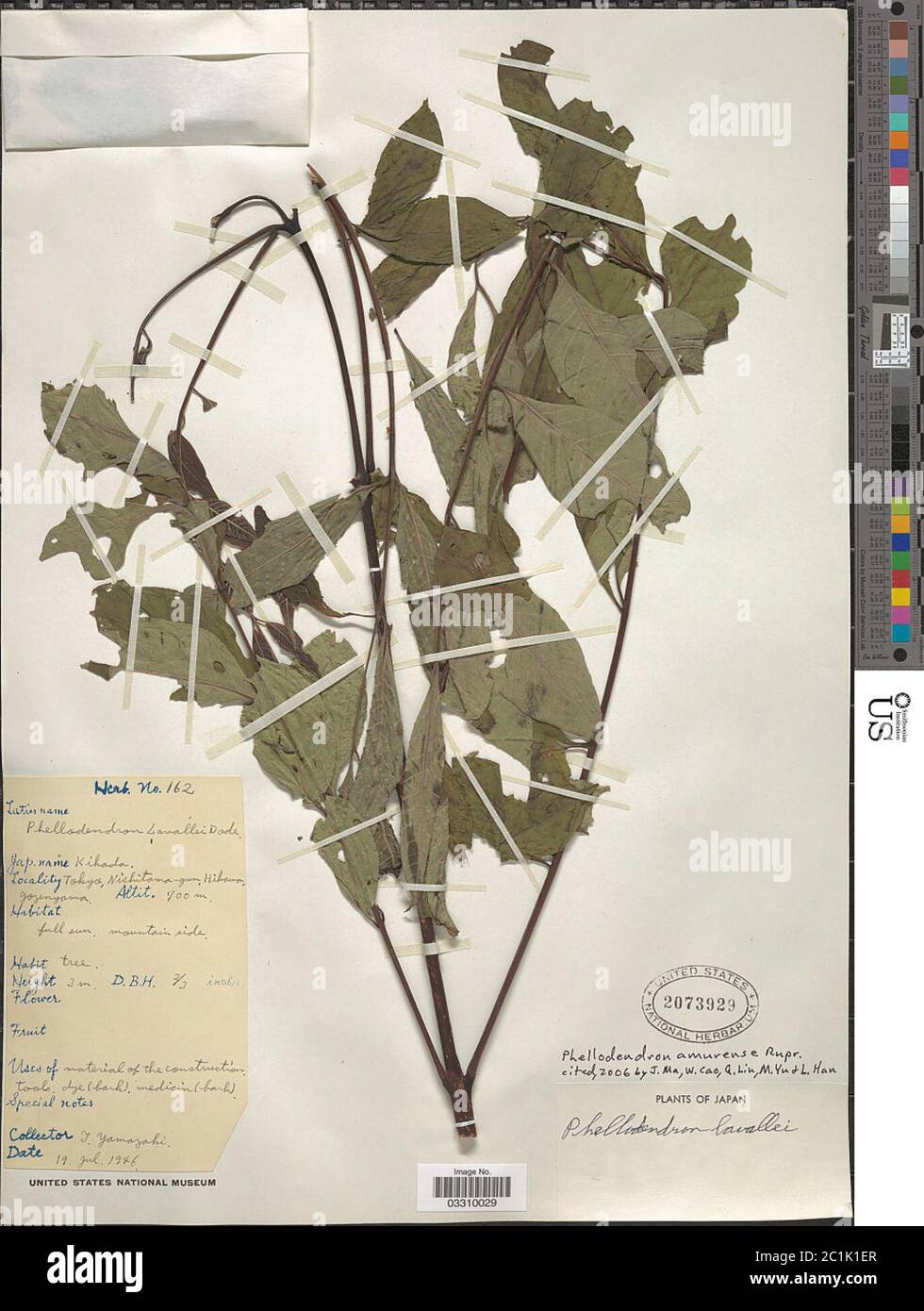 Phellodendron amurense Rupr Phellodendron amurense Rupr Stock Photo - Alamy