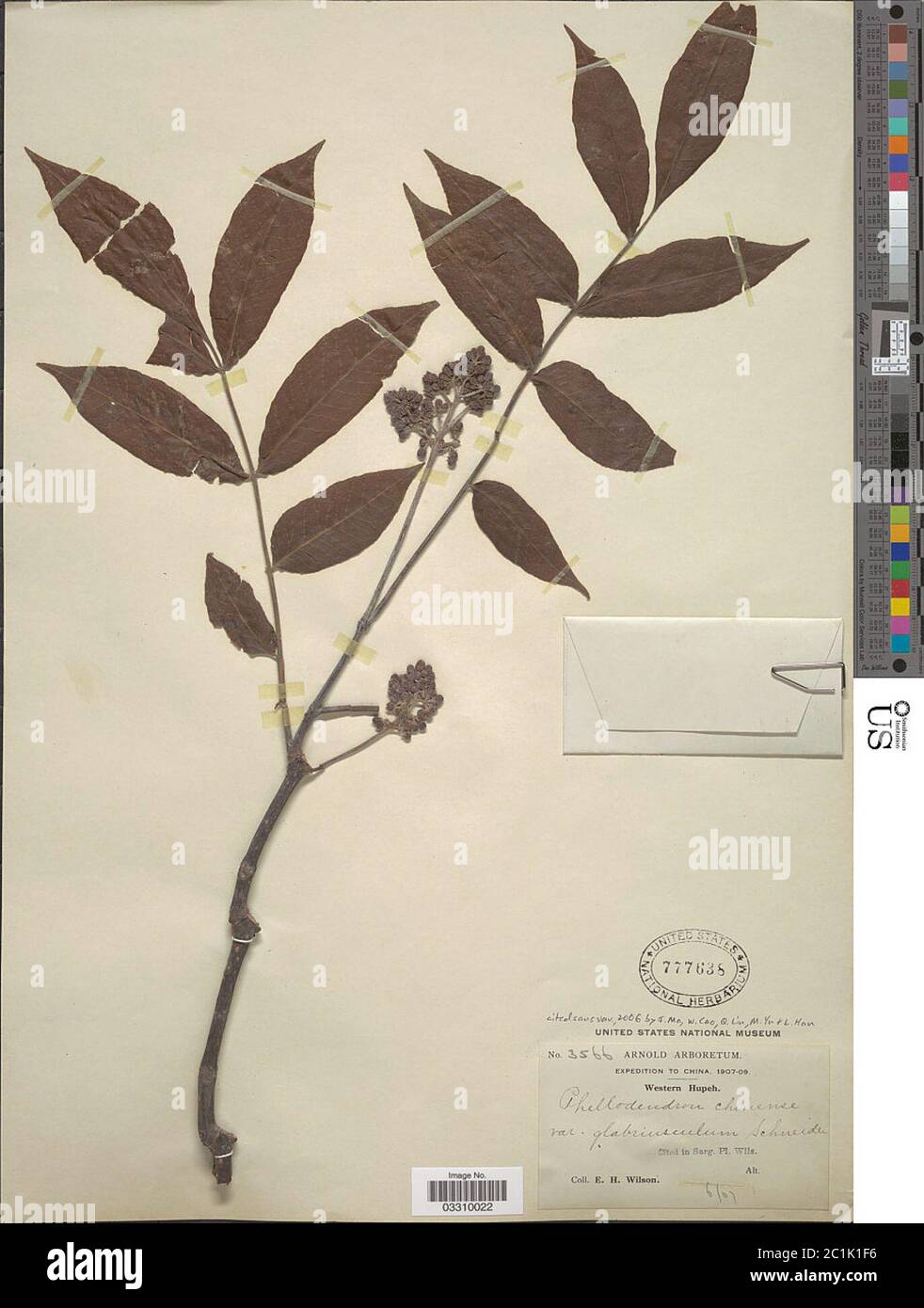 Phellodendron chinense CK Schneid Phellodendron chinense CK Schneid ...