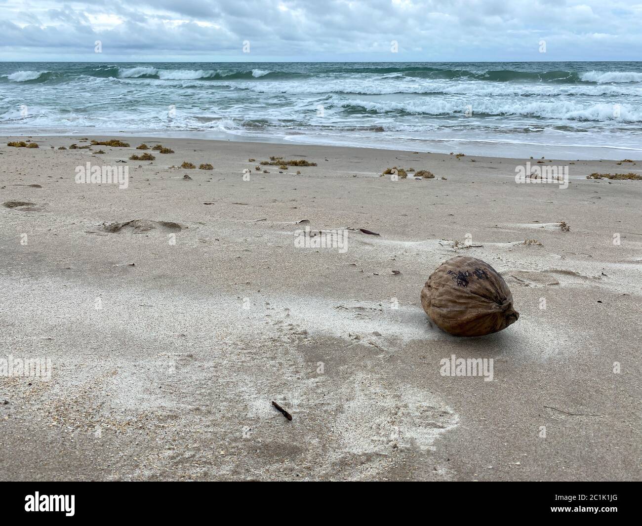 A background of a coconut in front of the ocean on a beach Stock Photo ...