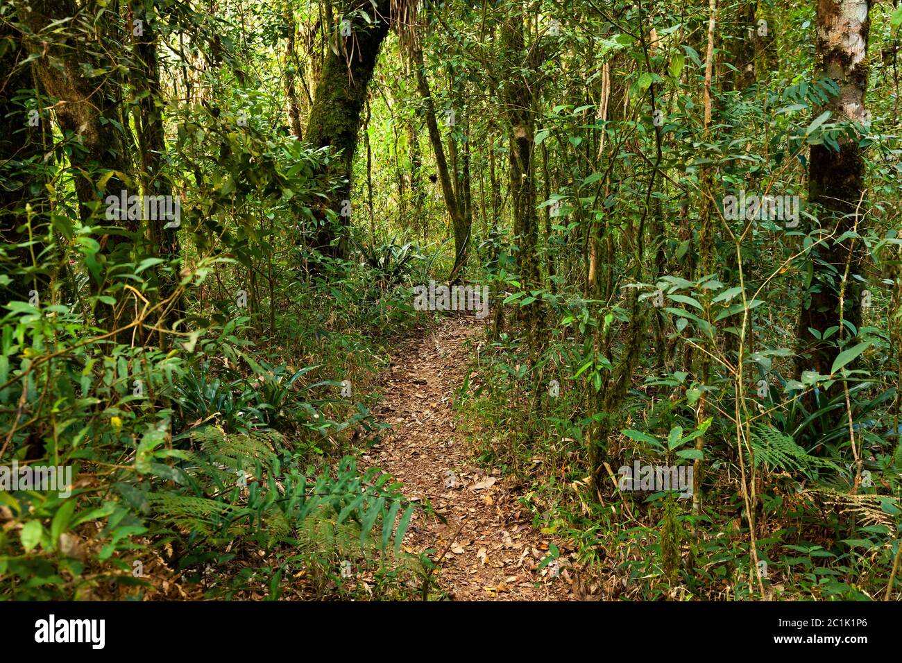 Empty rainforest trail in south america Brazil Stock Photo - Alamy
