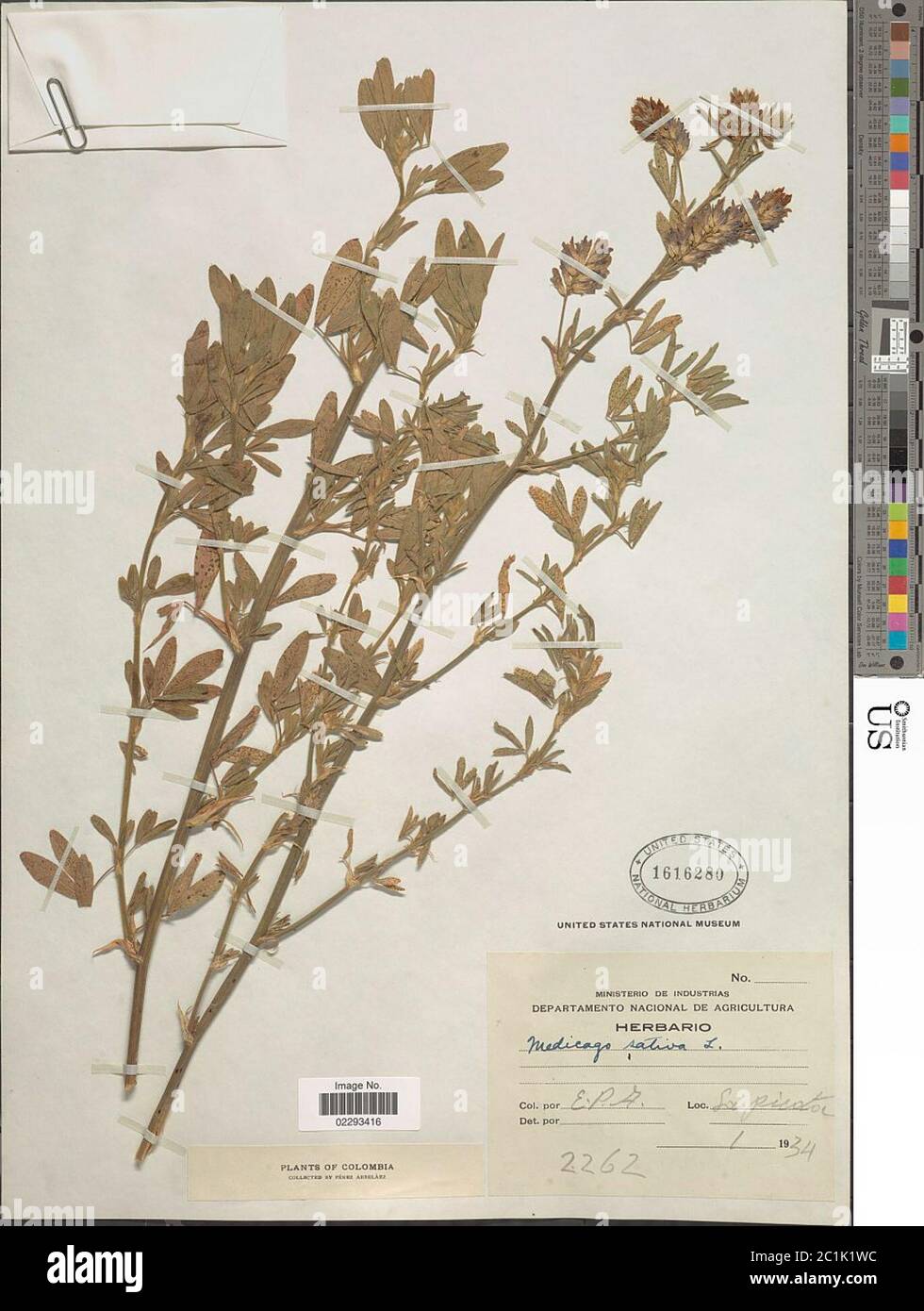 Medicago sativa L Medicago sativa L Stock Photo - Alamy