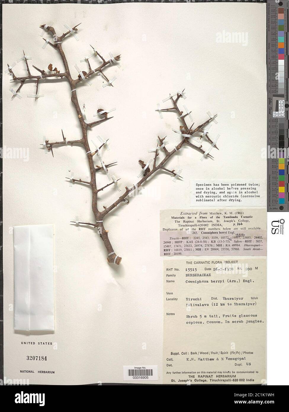 Commiphora berryi Engl Commiphora berryi Engl Stock Photo - Alamy