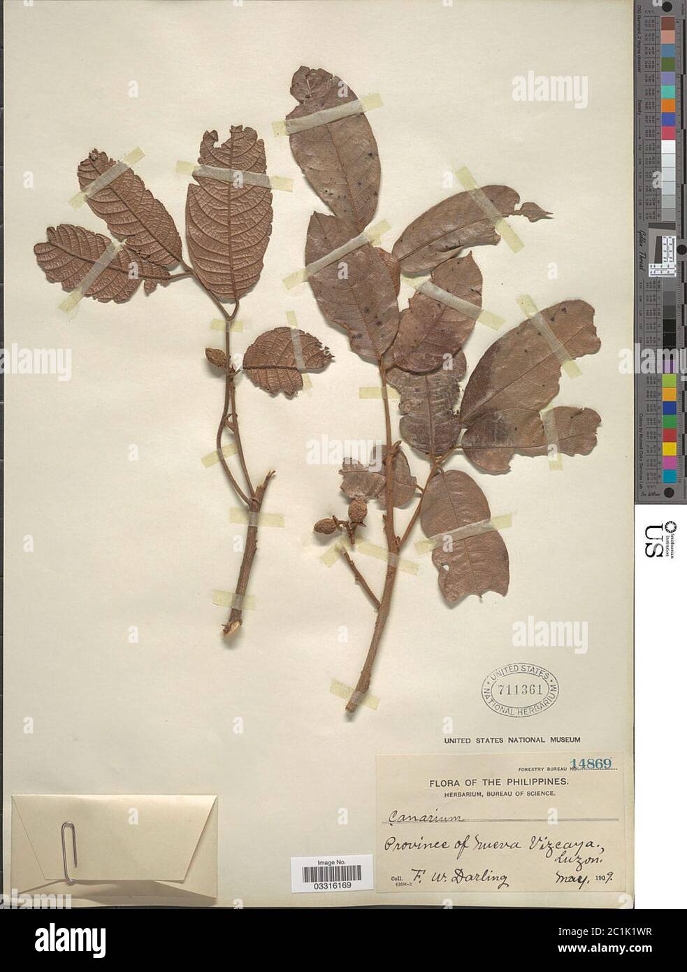 Canarium sp Canarium sp Stock Photo - Alamy