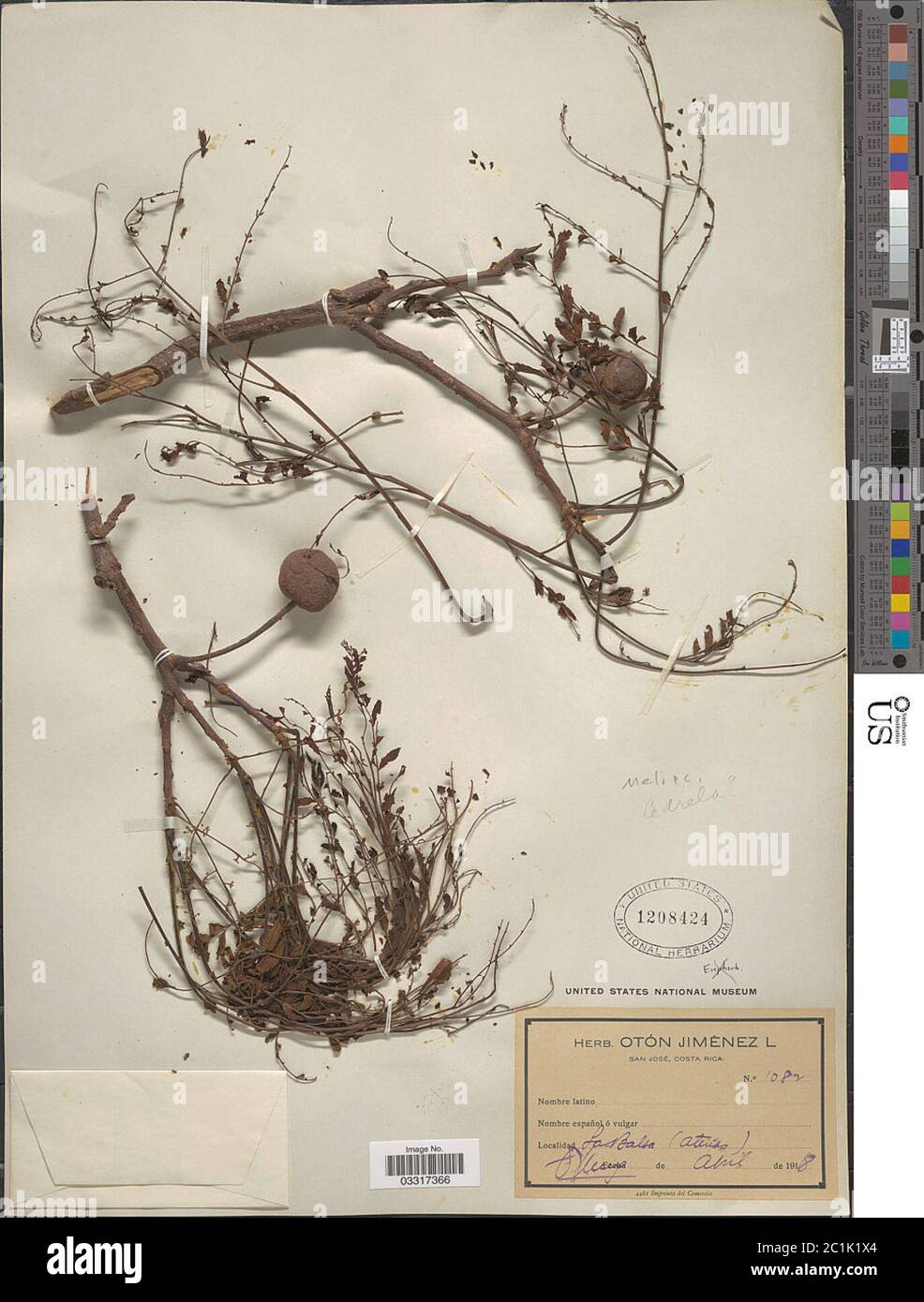 Cedrela sp Cedrela sp Stock Photo - Alamy