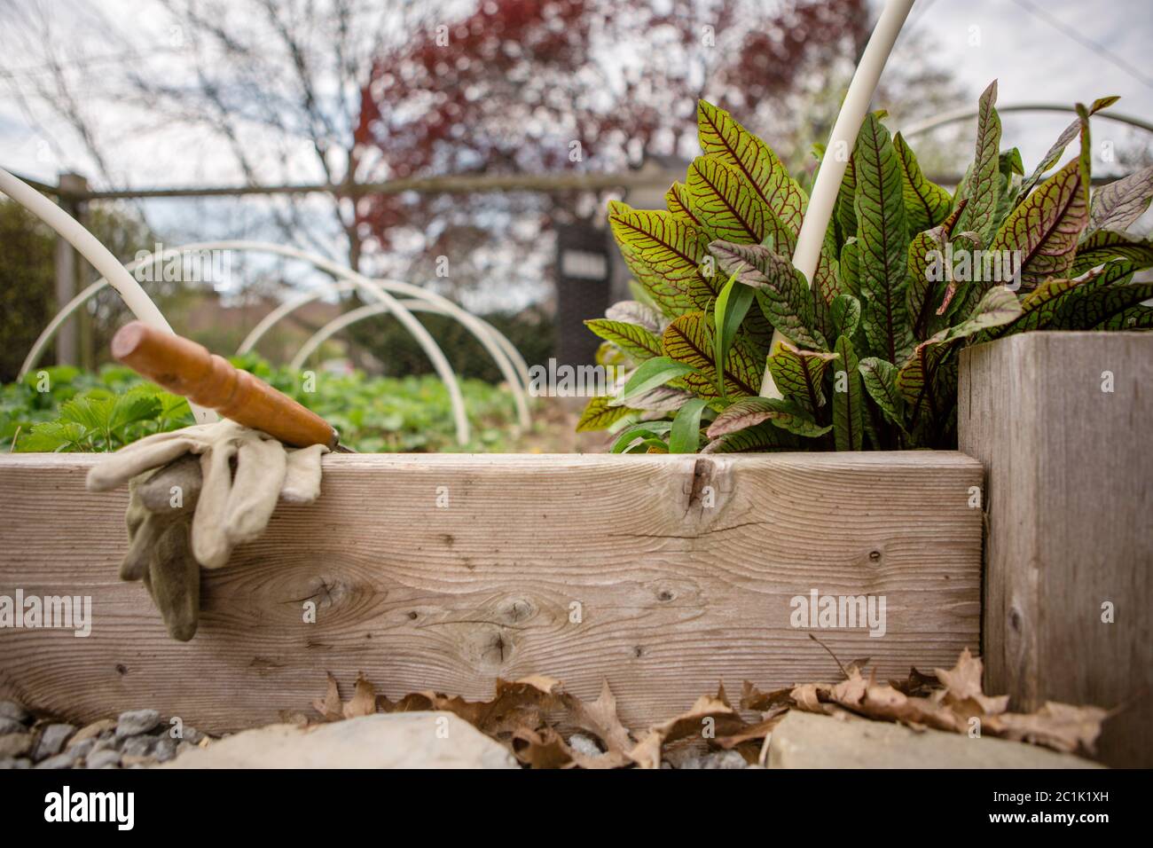 garden tools and gloves lay in raised garden plant filled with plants ...