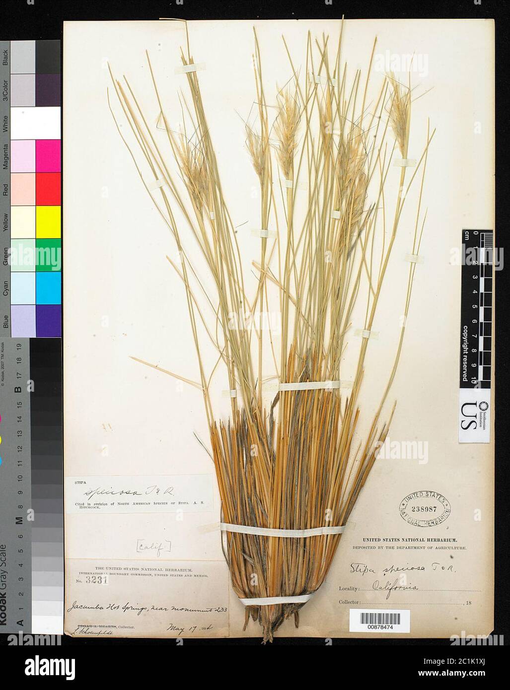 Pappostipa speciosa Trin Rupr Romasch Pappostipa speciosa Trin Rupr ...