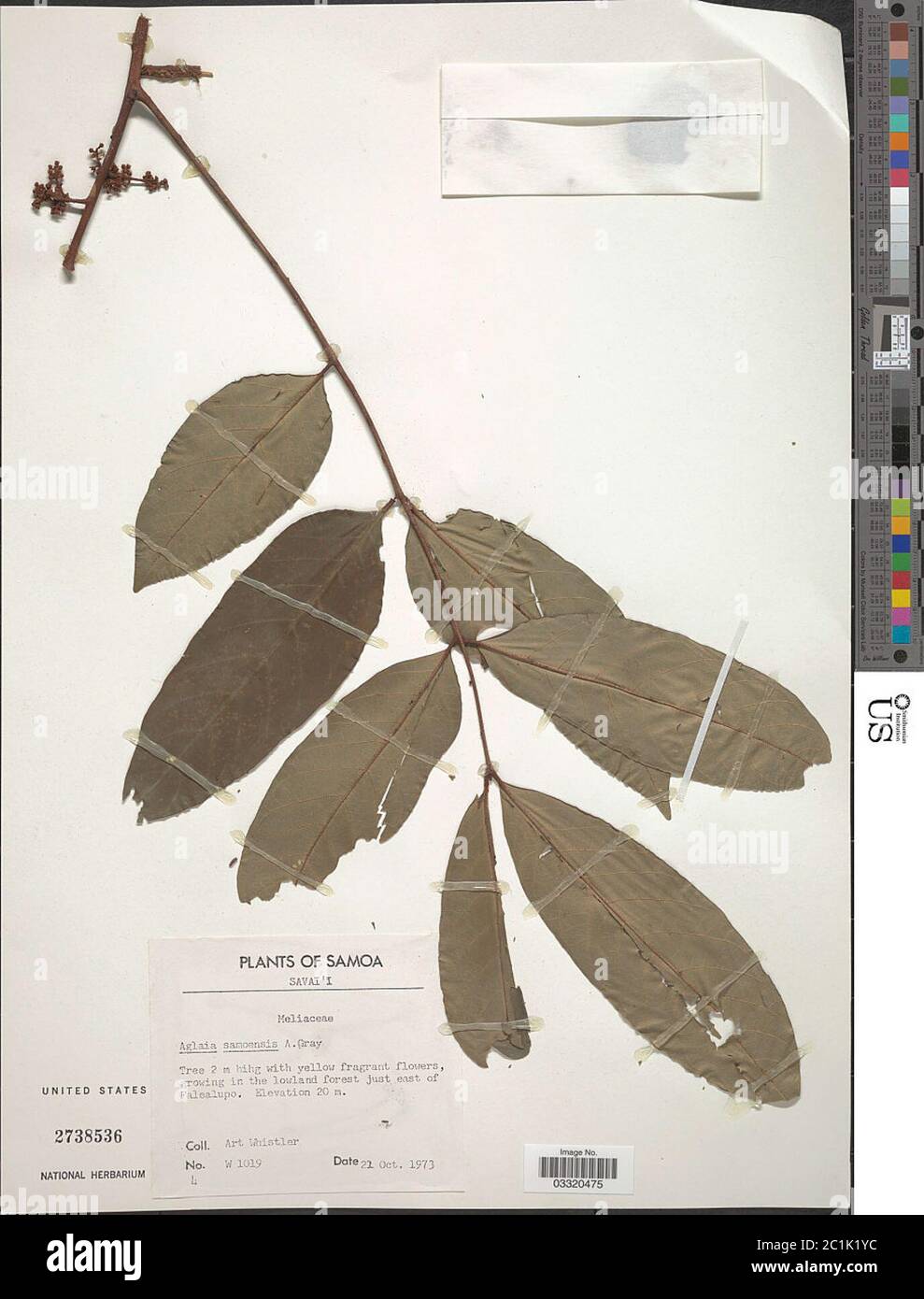 Samoensis High Resolution Stock Photography and Images - Alamy