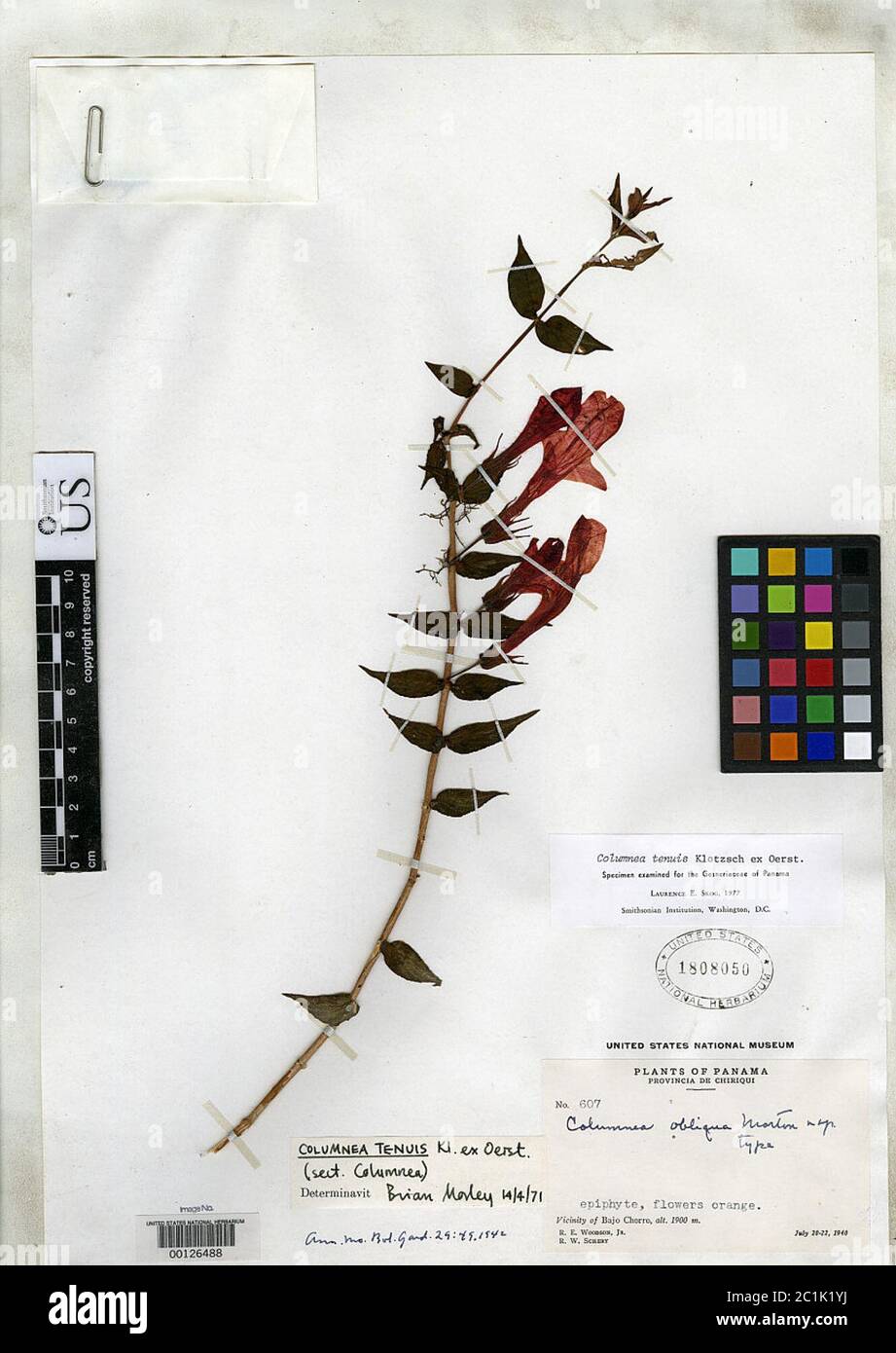 Columnea obliqua CV Morton Columnea obliqua CV Morton Stock Photo - Alamy