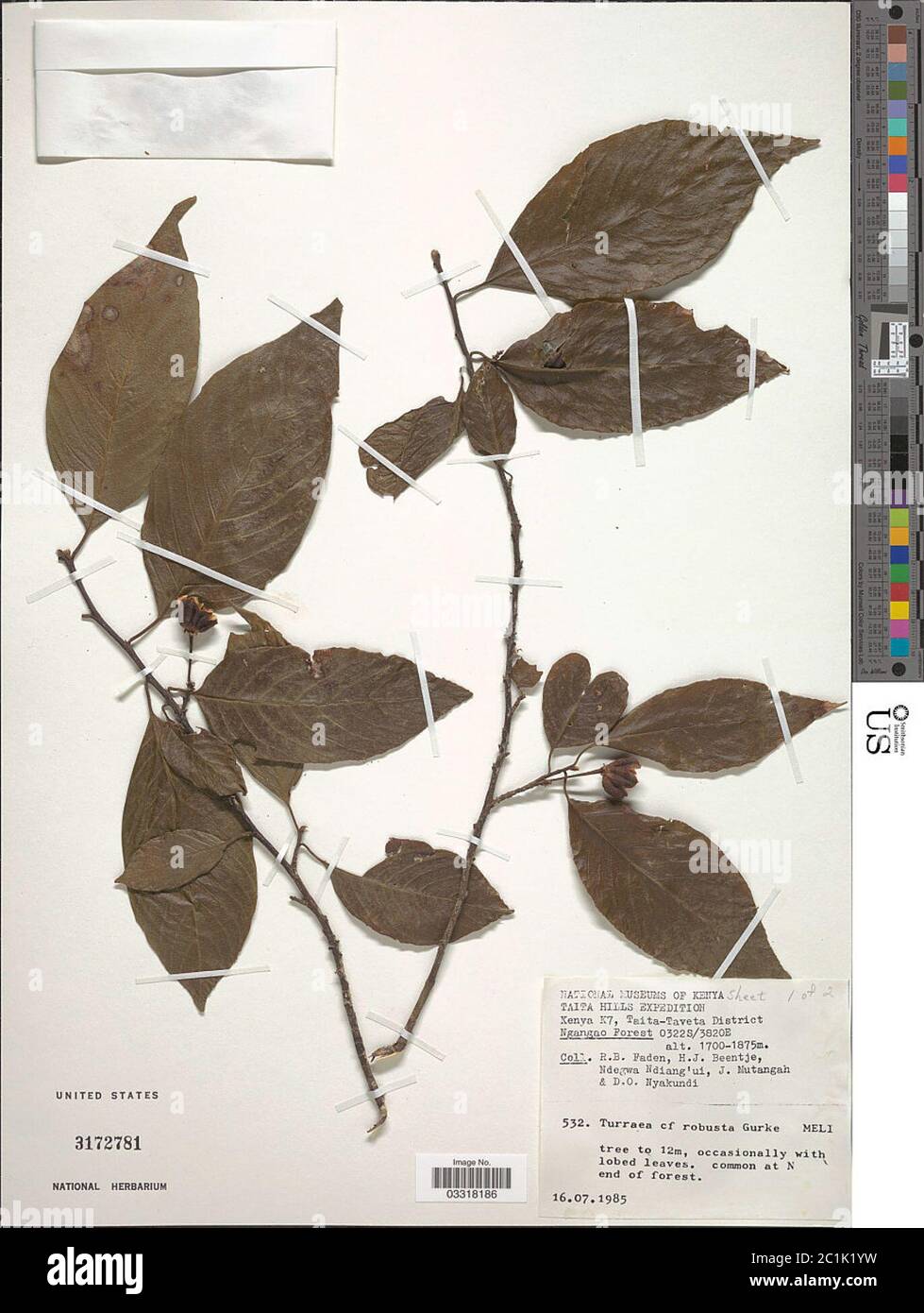 Turraea robusta Grke Turraea robusta Grke Stock Photo - Alamy