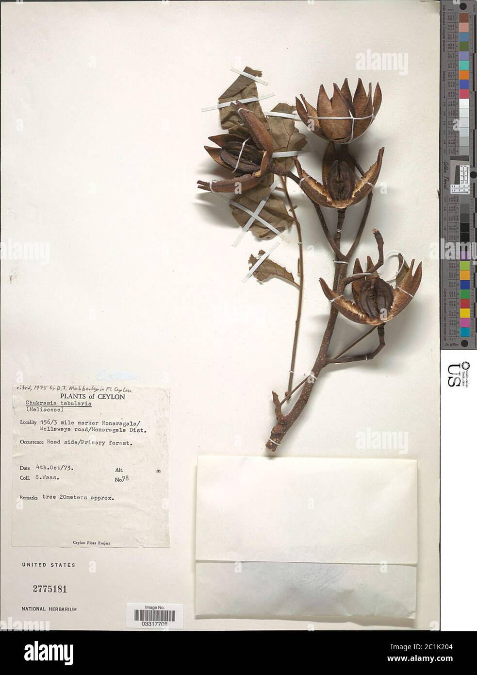 Chukrasia tabularis Juss Chukrasia tabularis Juss Stock Photo - Alamy