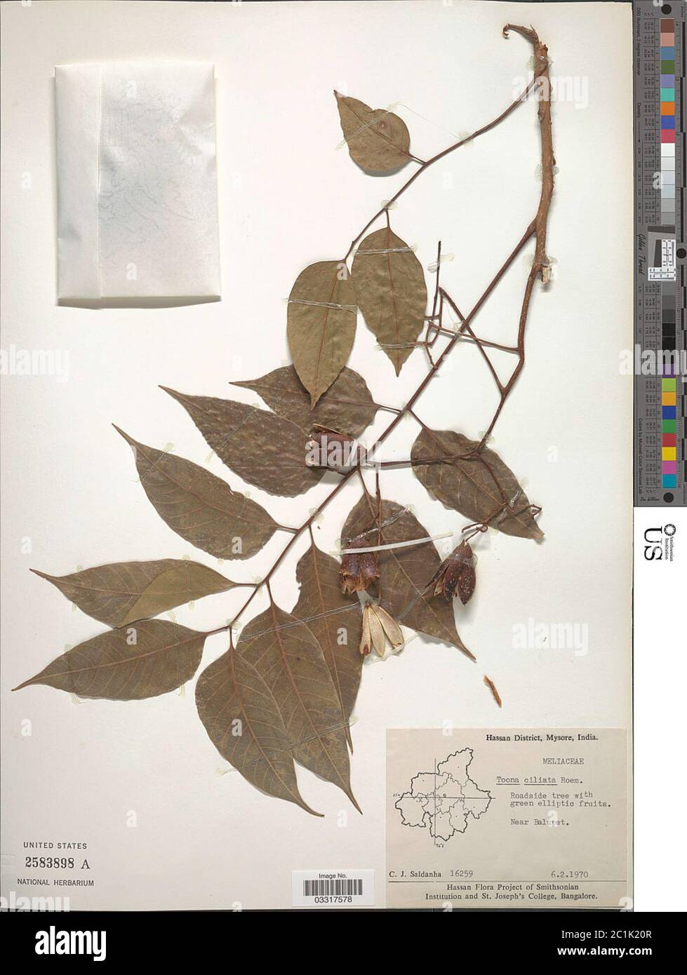 Toona ciliata M Roem Toona ciliata M Roem Stock Photo - Alamy