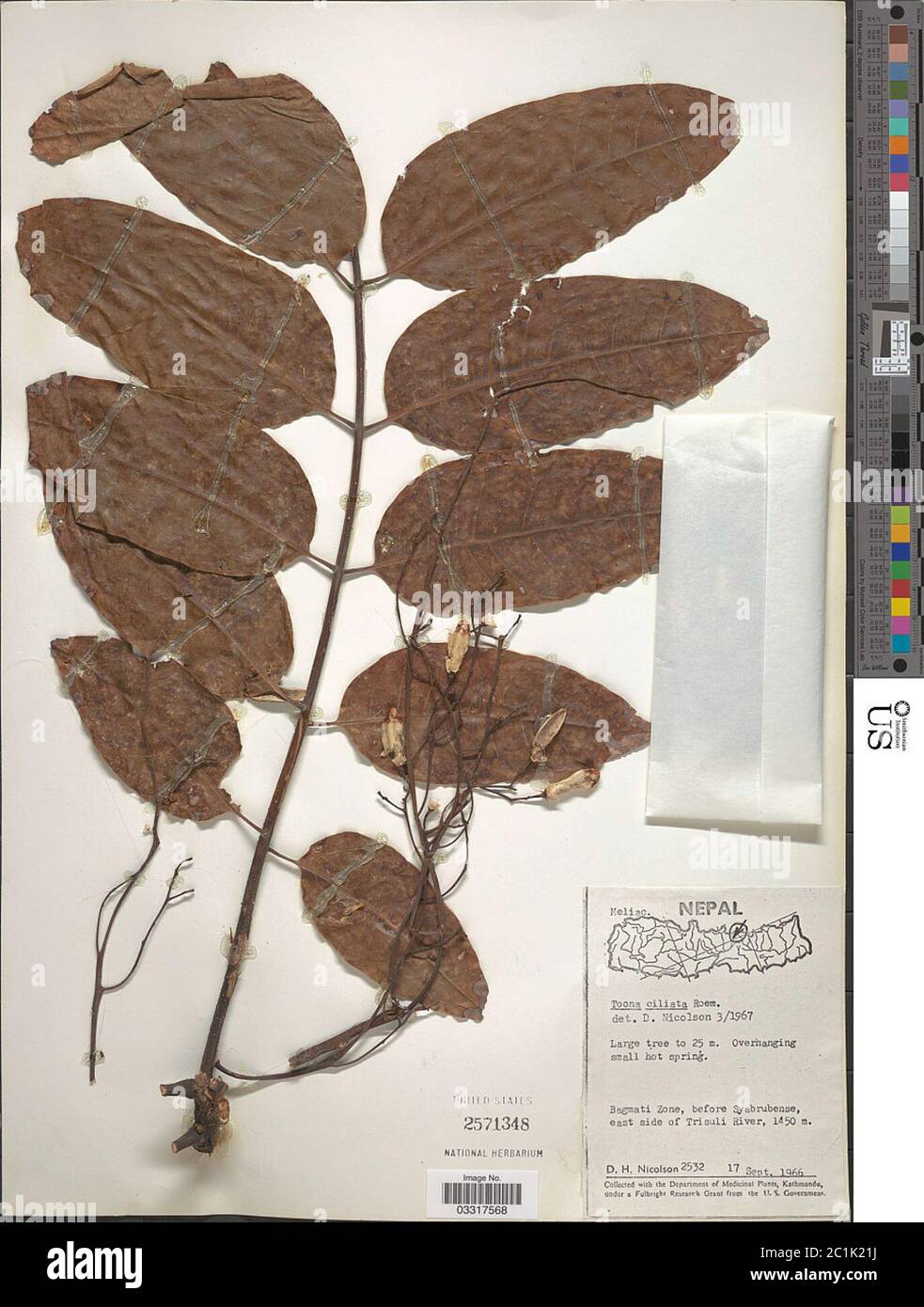 Toona ciliata M Roem Toona ciliata M Roem Stock Photo - Alamy