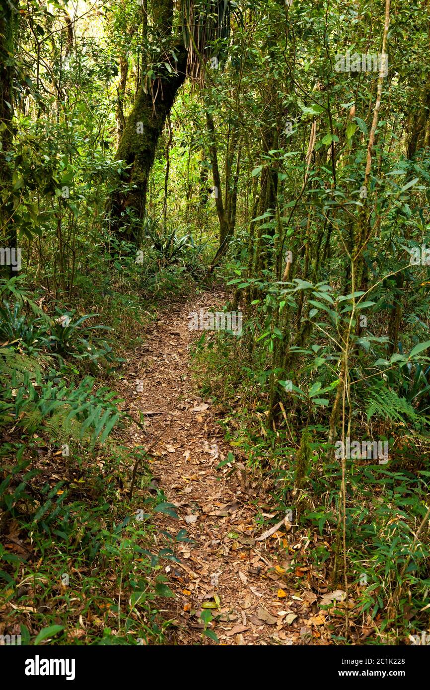 Empty rainforest trail in south america Brazil Stock Photo - Alamy