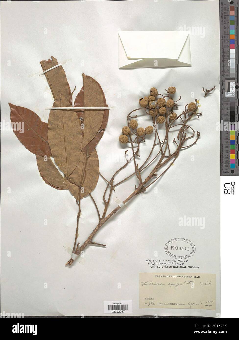 Walsura pinnata Hassk Walsura pinnata Hassk Stock Photo - Alamy