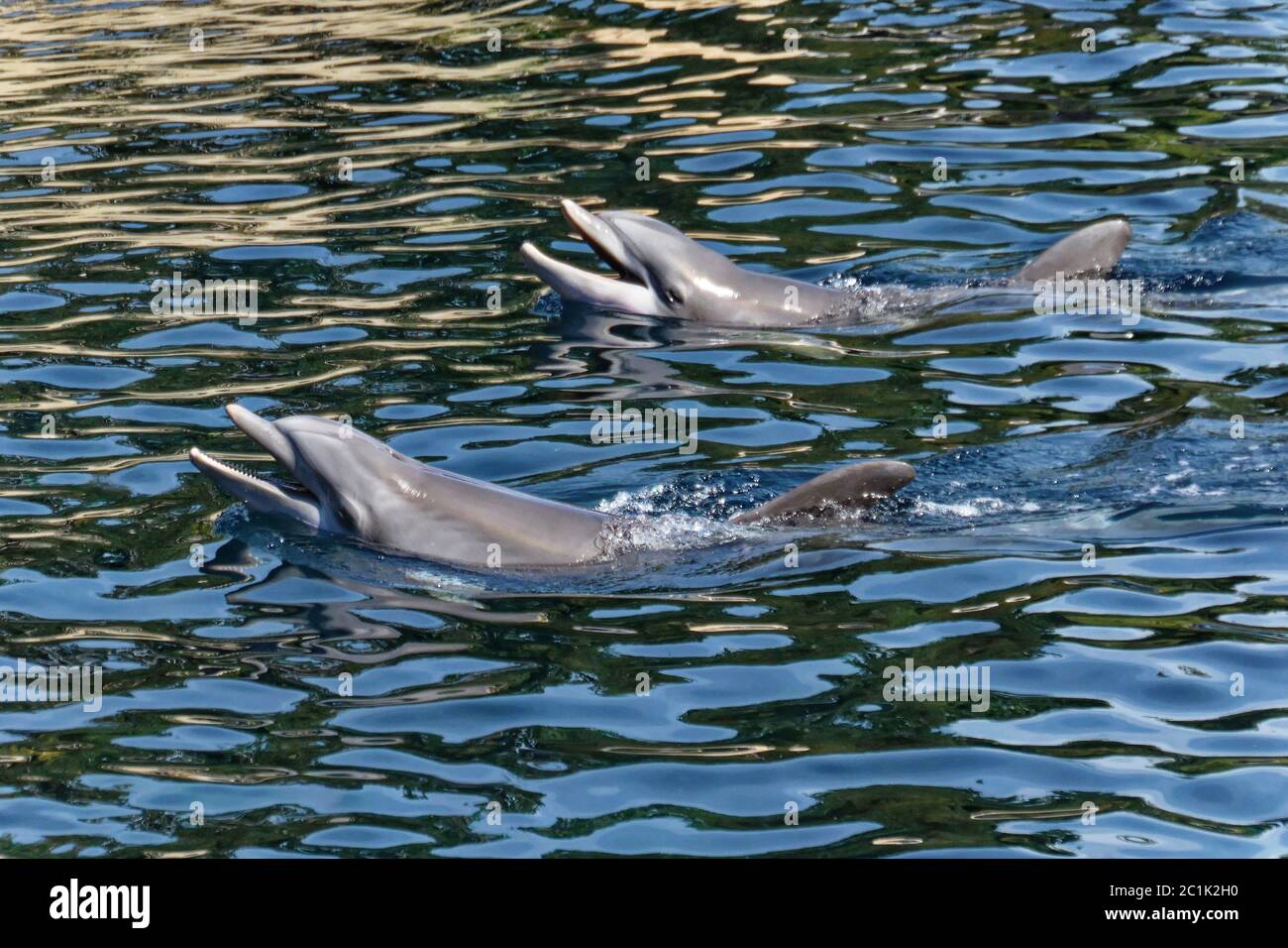 Delfin hi-res stock photography and images - Alamy