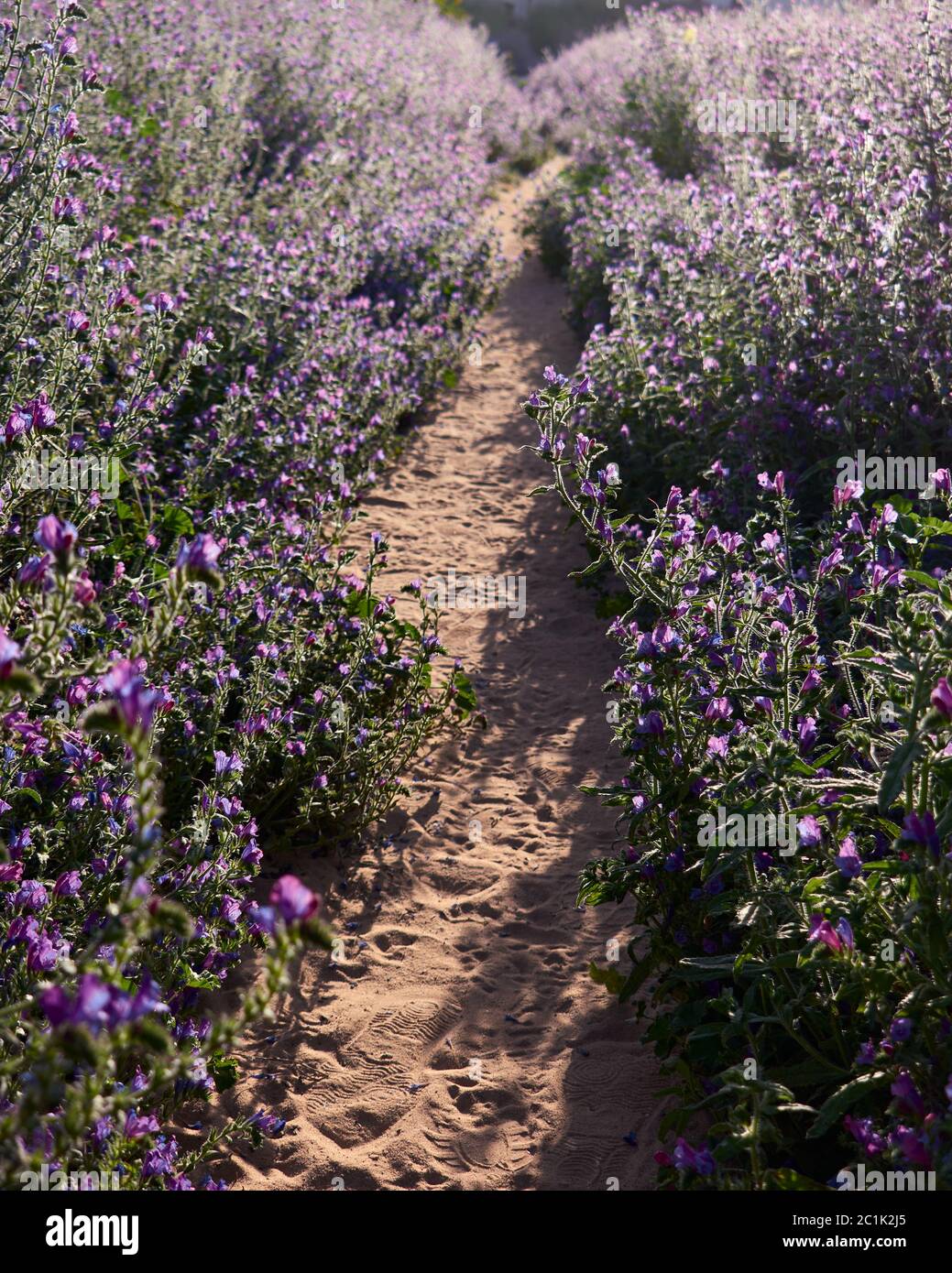 Fantastic purple flowers bloom in spring Stock Photo - Alamy