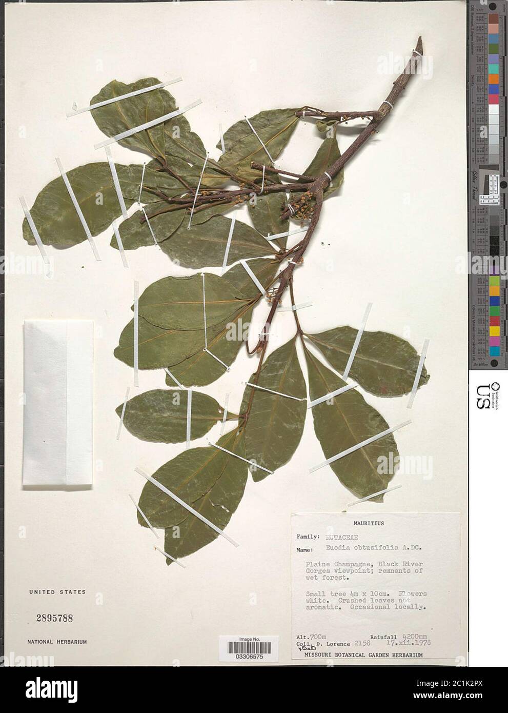 Evodia obtusifolia Evodia obtusifolia Stock Photo - Alamy