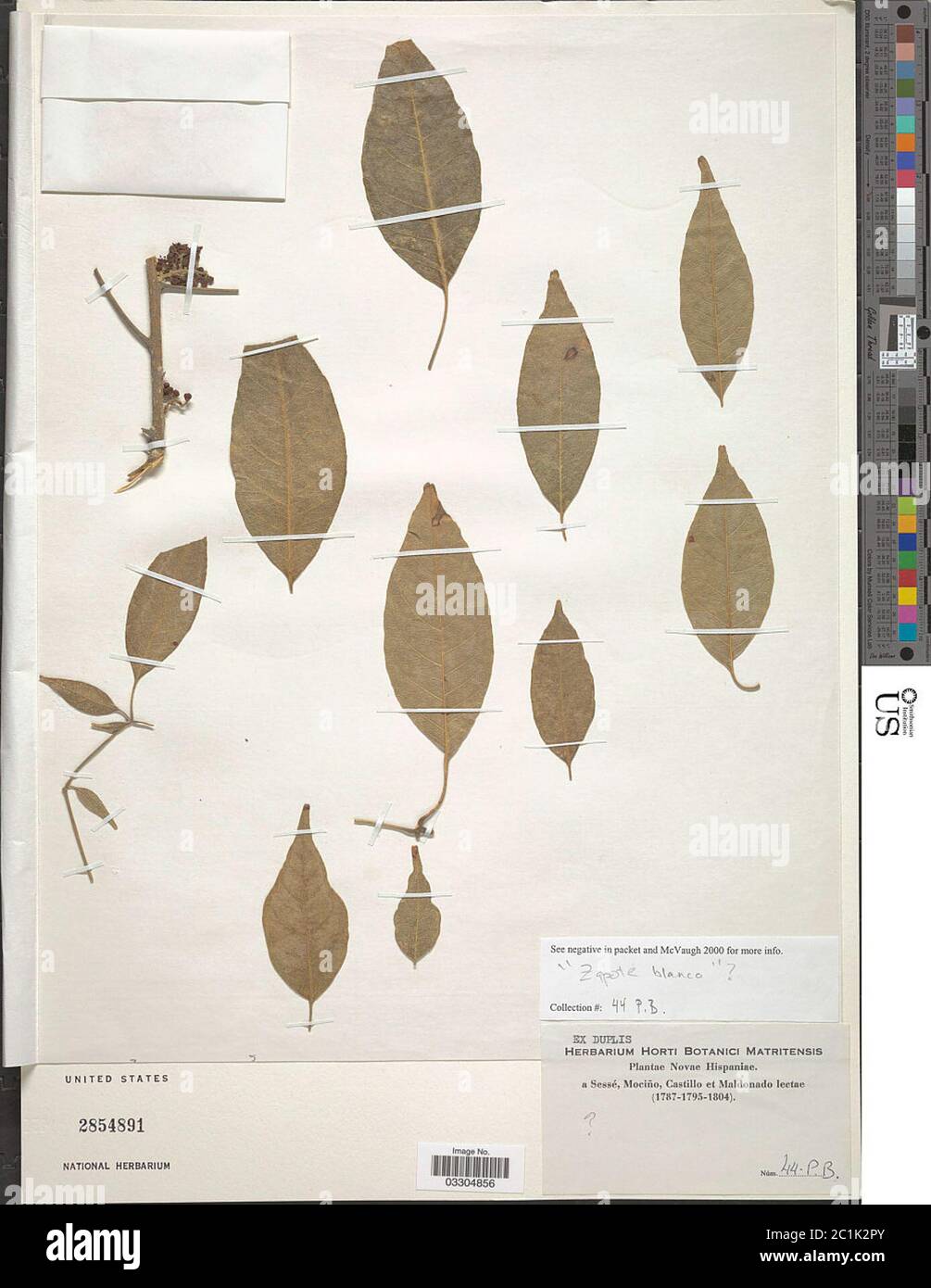 Zanthoxylum zanthoxylum sp hi-res stock photography and images - Alamy