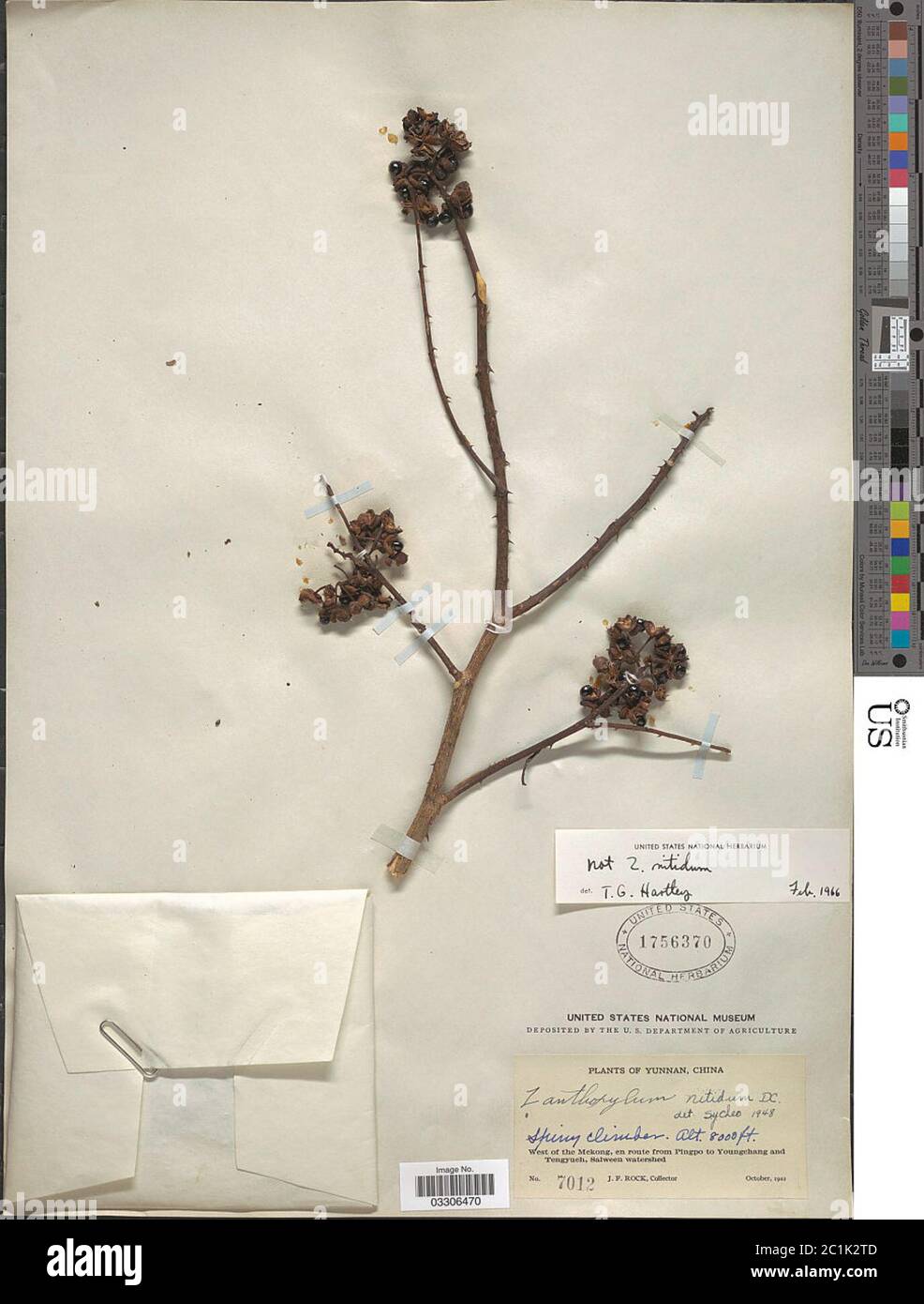 Zanthoxylum zanthoxylum sp hi-res stock photography and images - Alamy