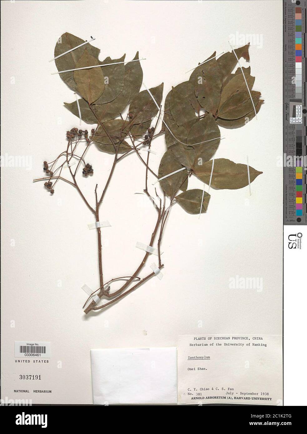 Zanthoxylum zanthoxylum sp hi-res stock photography and images - Alamy