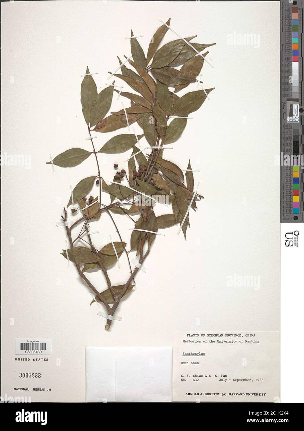 Zanthoxylum zanthoxylum sp hi-res stock photography and images - Alamy