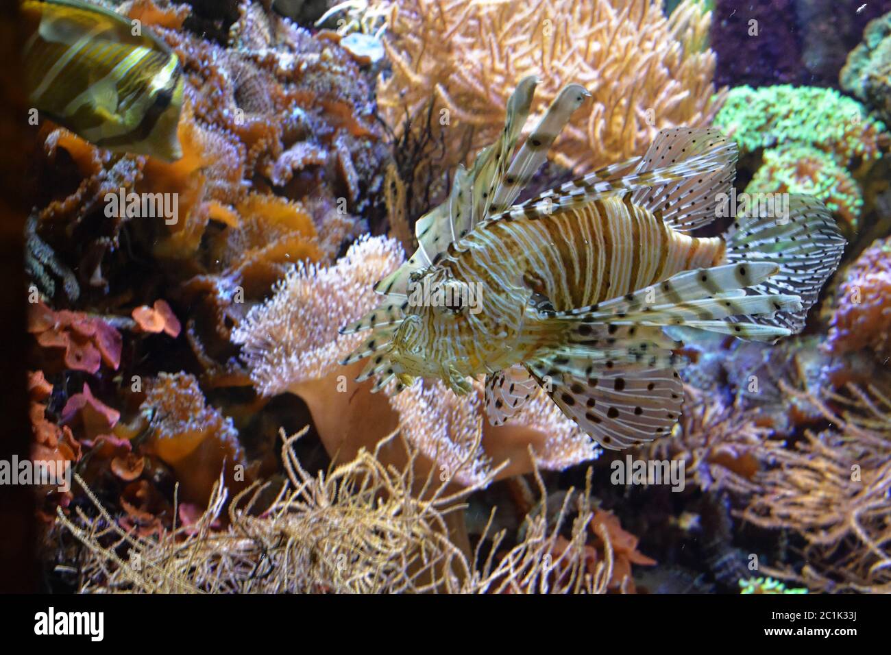 Fish of the red sea hi-res stock photography and images - Alamy