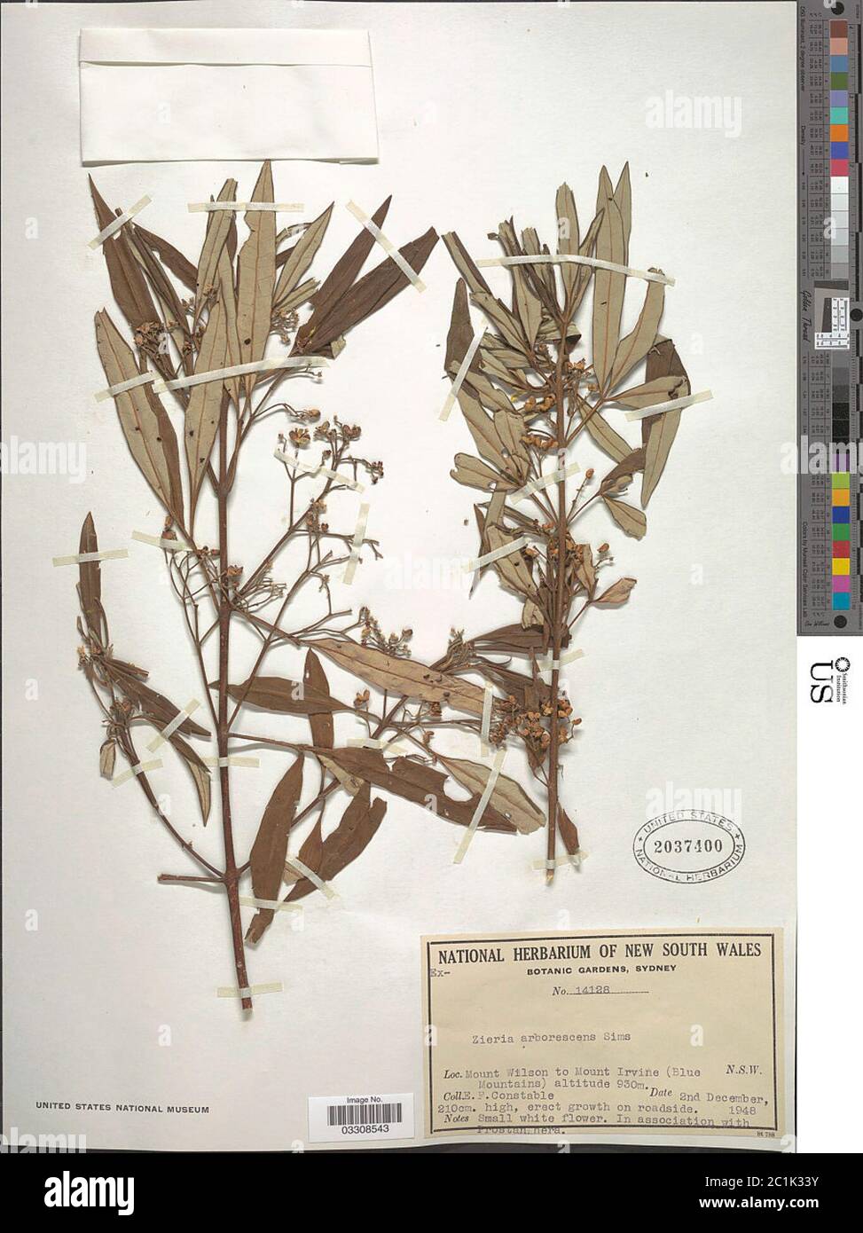 Zieria arborescens hi-res stock photography and images - Alamy