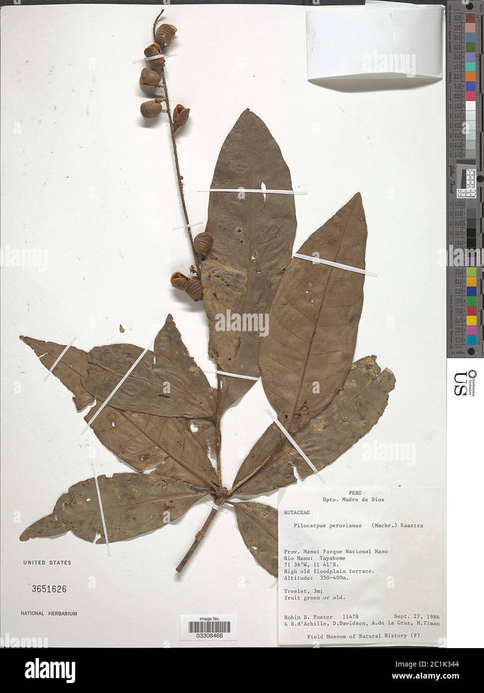 Pilocarpus peruvianus JF Macbr Kaastra Pilocarpus peruvianus JF Macbr ...