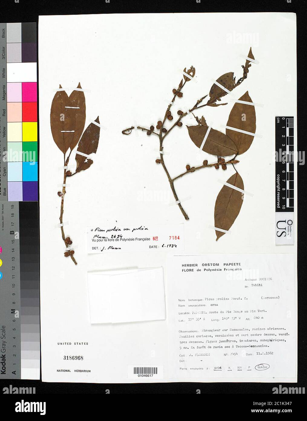 Ficus var hi-res stock photography and images - Alamy