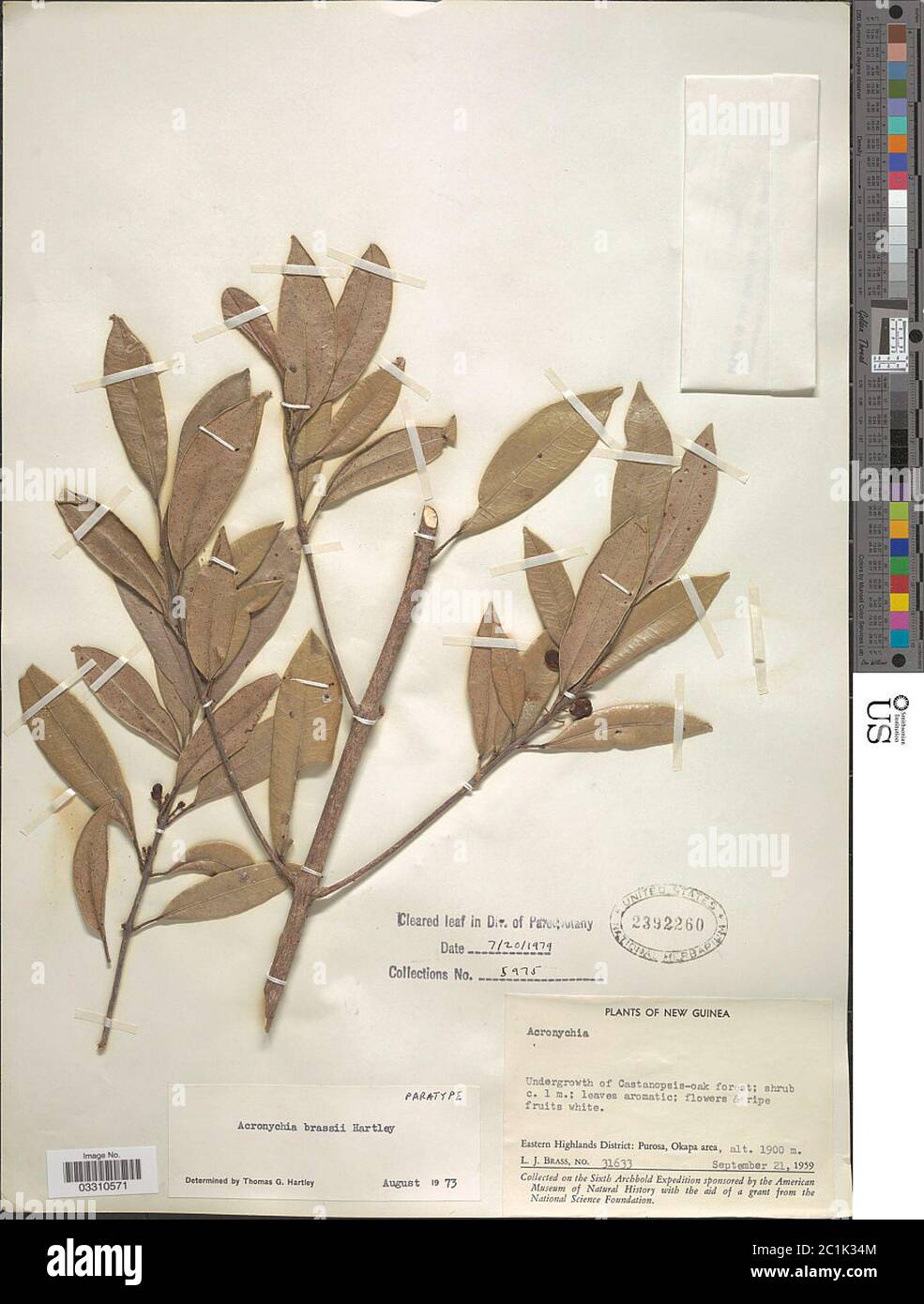 Brassi hi-res stock photography and images - Alamy