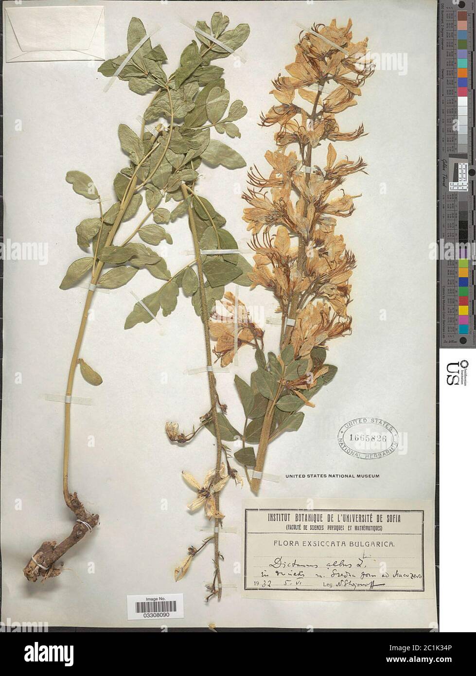 Dictamnus albus Dictamnus albus Stock Photo - Alamy