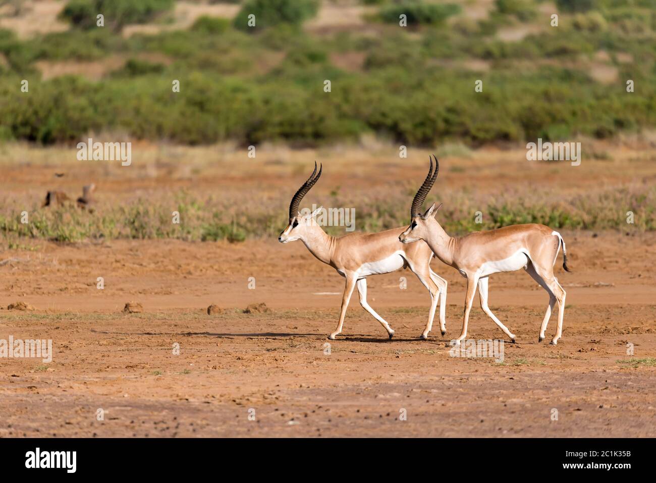 Gazelle amboseli kenya africa hi-res stock photography and images - Alamy