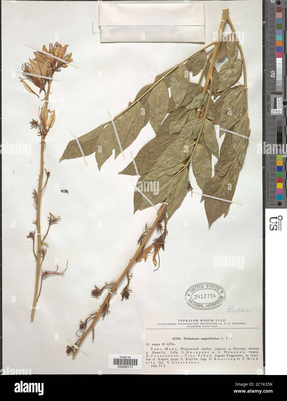 Dictamnus angustifolius G Don ex Sweet Dictamnus angustifolius G Don ex ...