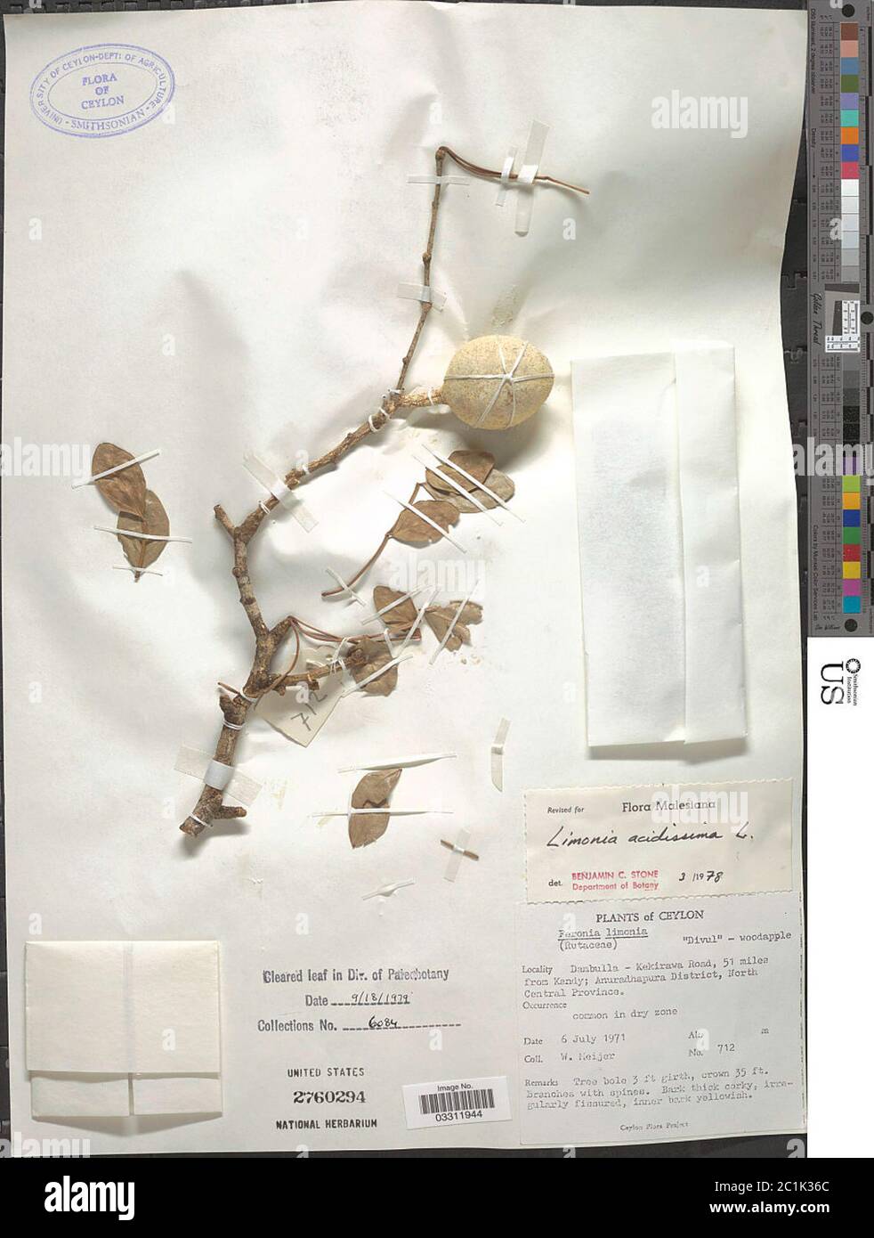 Limonia acidissima tree fruit hi-res stock photography and images - Alamy