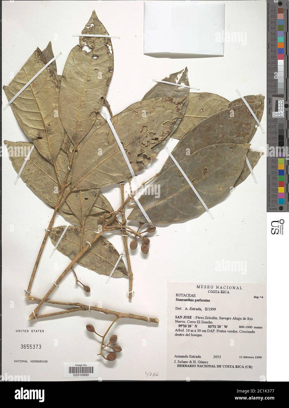 Perforatus hi-res stock photography and images - Alamy