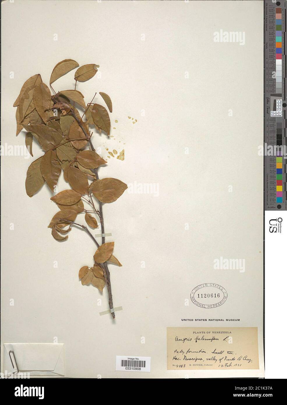 Amyris balsamifera hi-res stock photography and images - Alamy