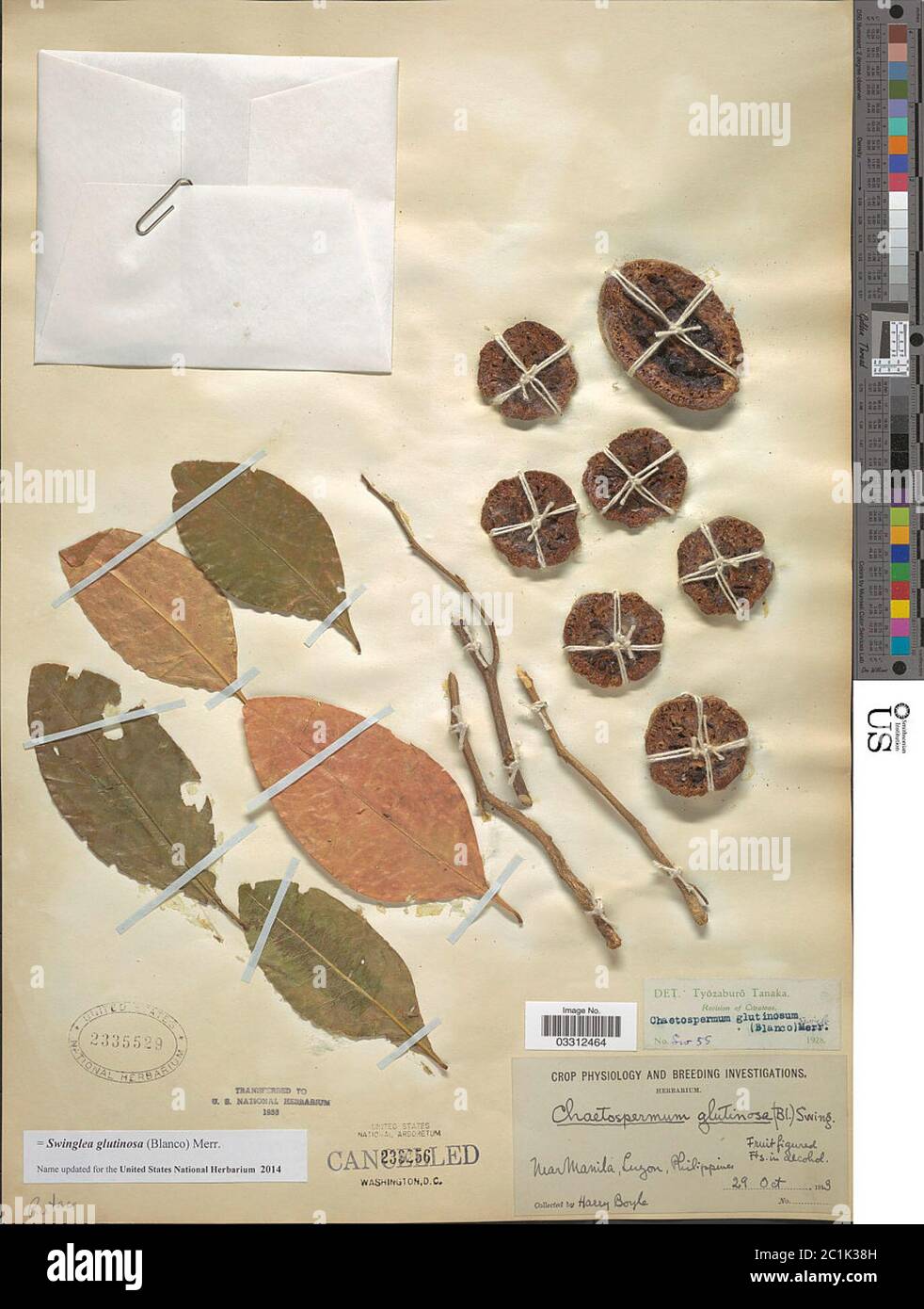 Swinglea glutinosa hi-res stock photography and images - Alamy