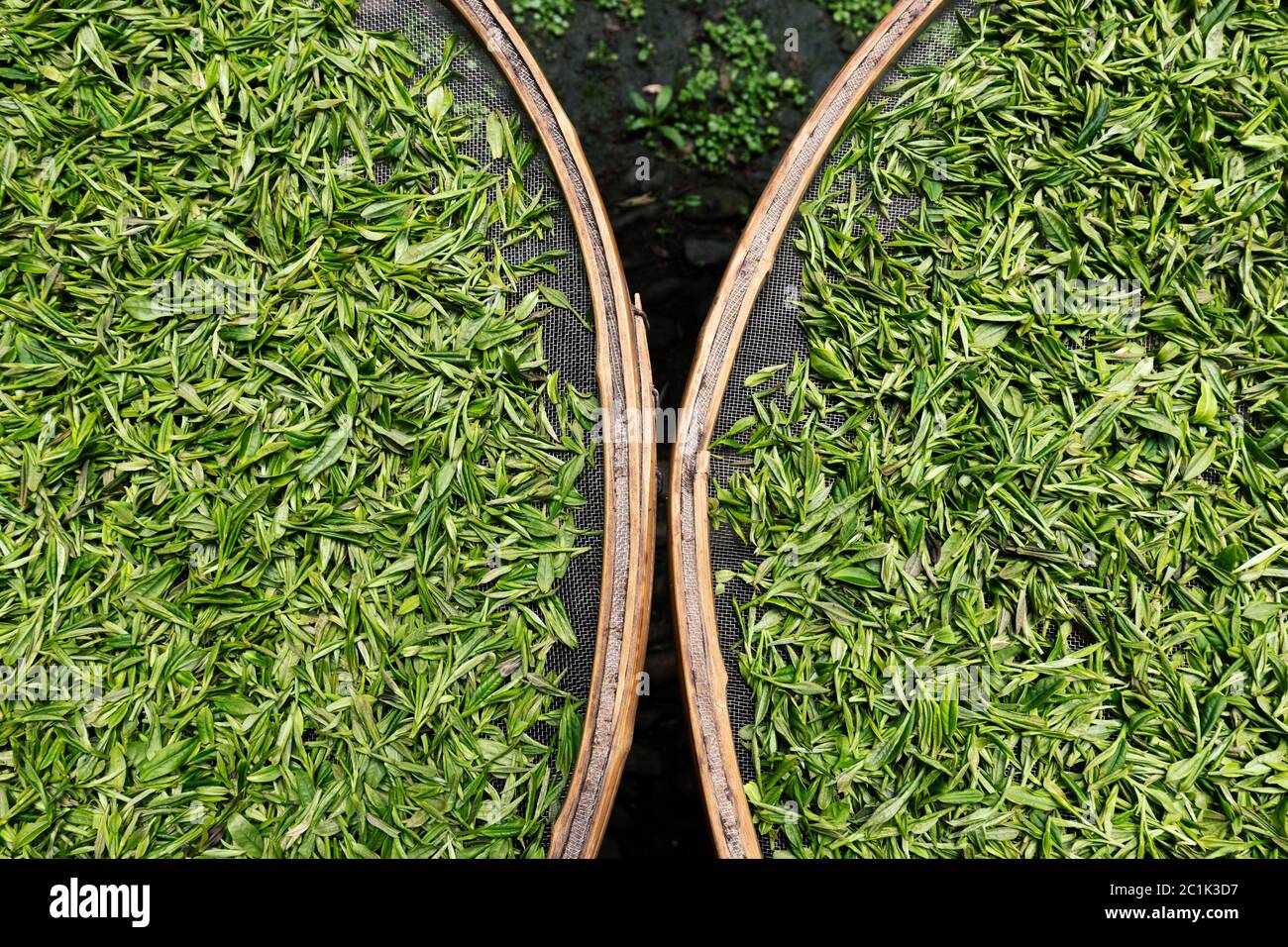 tea leaves spread curing in bamboo basket Stock Photo - Alamy