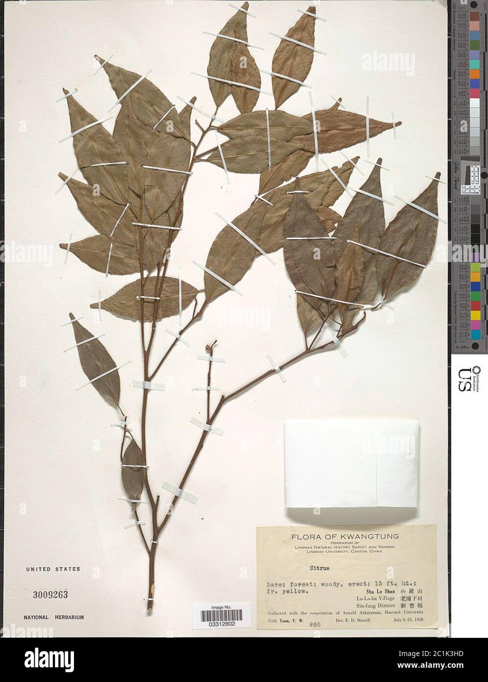 Citrus sp hi-res stock photography and images - Alamy