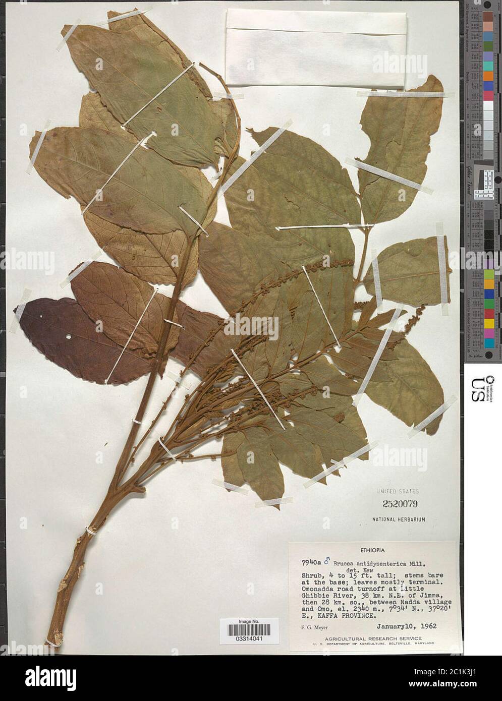 Brucea antidysenterica JF Mill Brucea antidysenterica JF Mill Stock ...