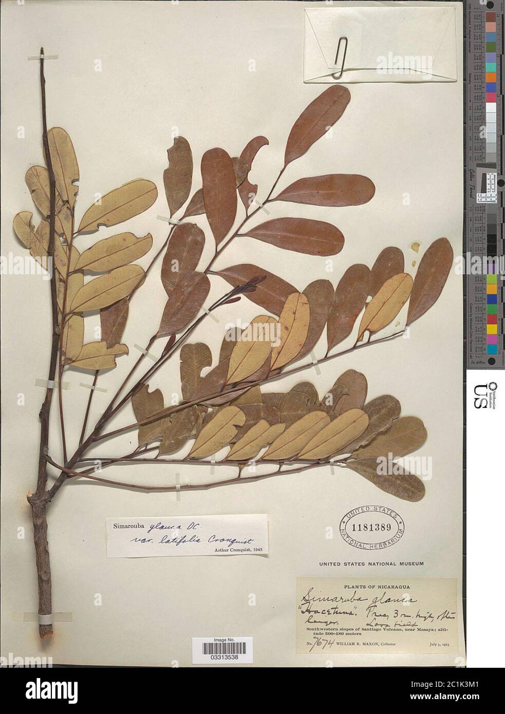 Simarouba glauca DC Simarouba glauca DC Stock Photo - Alamy