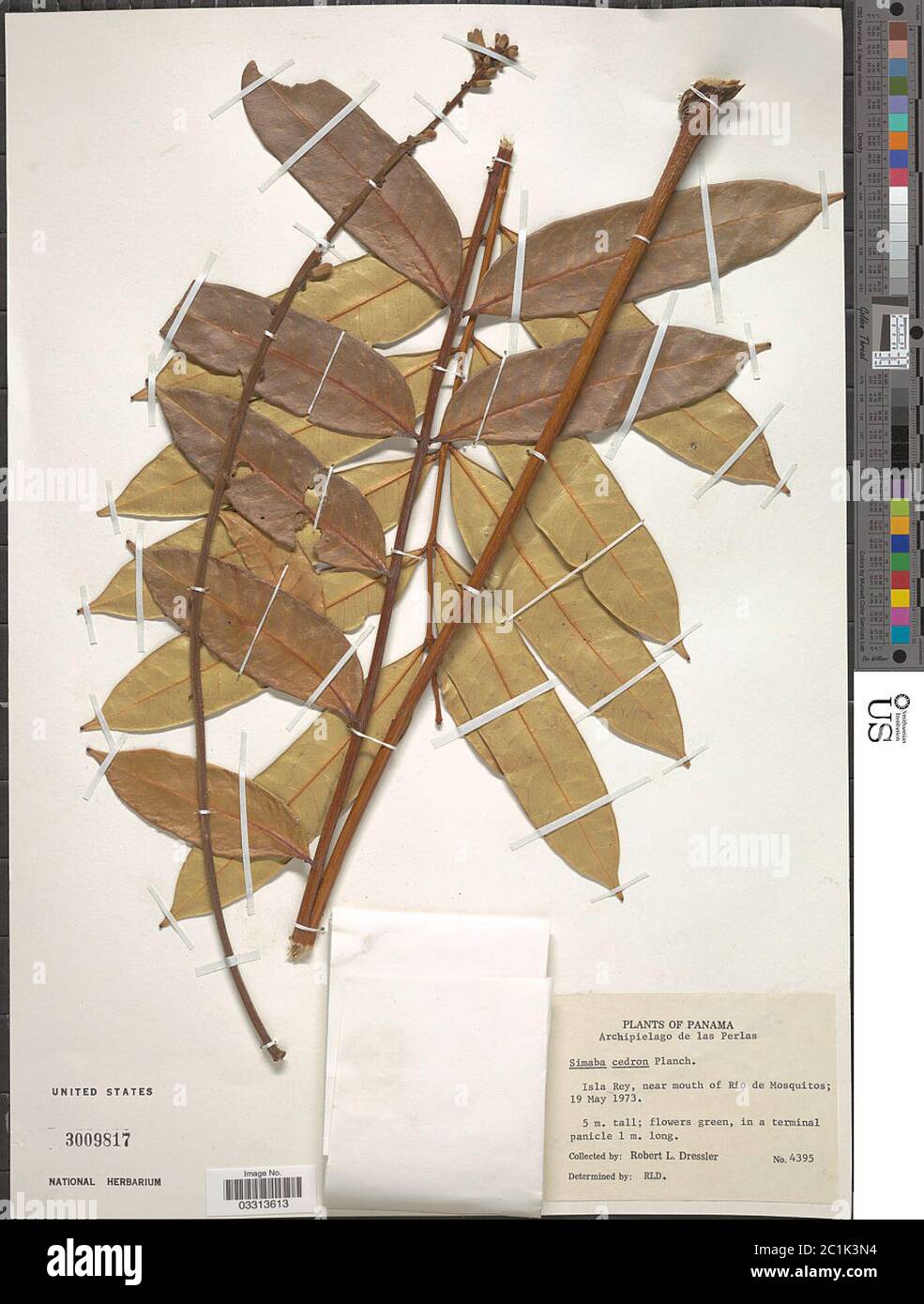 Simaba cedron Planch Simaba cedron Planch Stock Photo - Alamy
