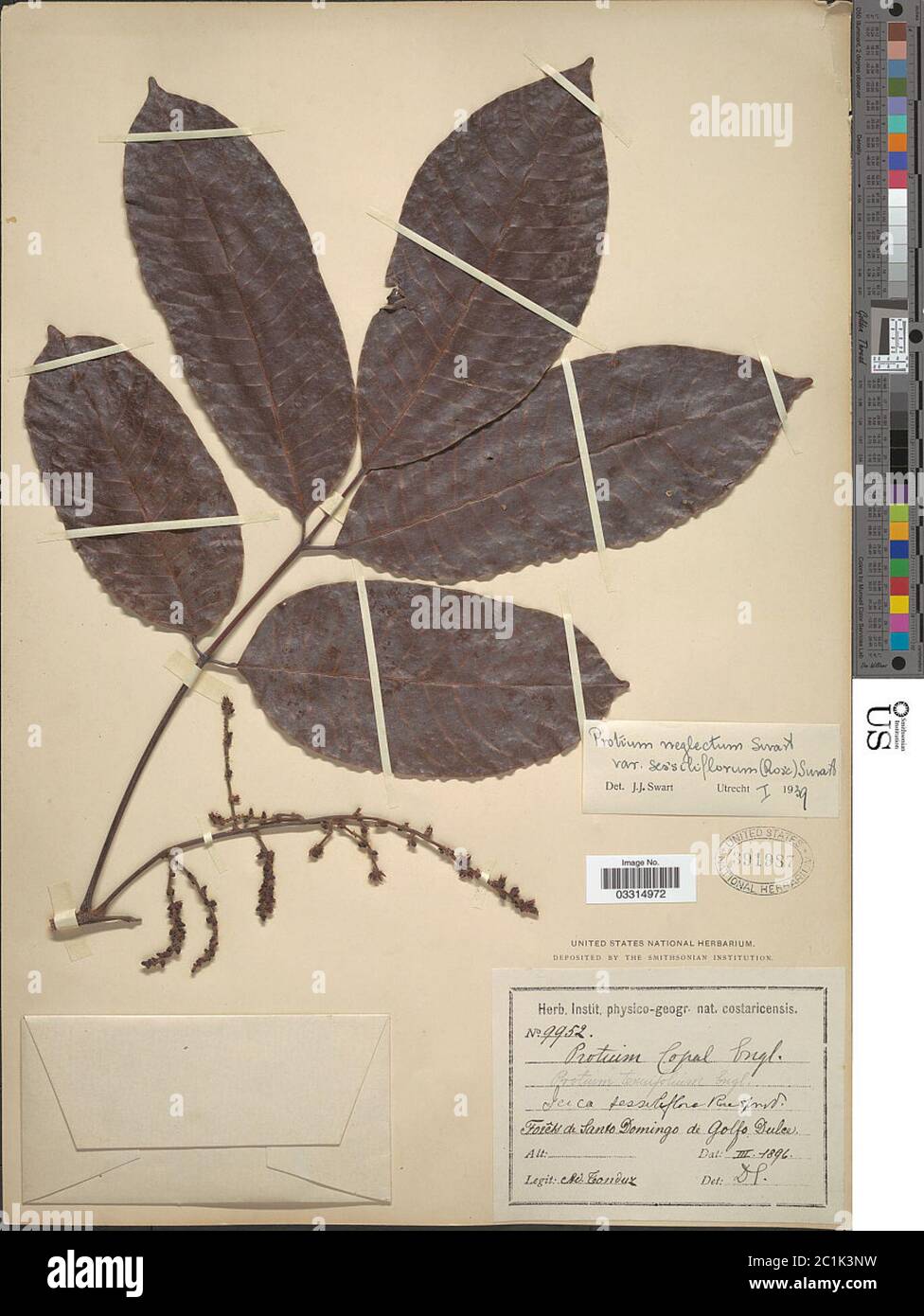 S sessiliflorum hi-res stock photography and images - Alamy