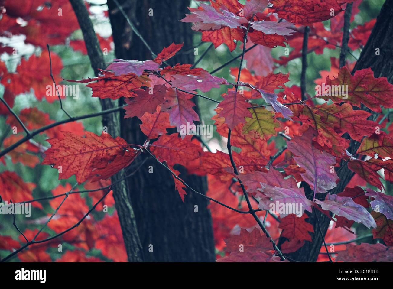 Red tree hi-res stock photography and images - Alamy