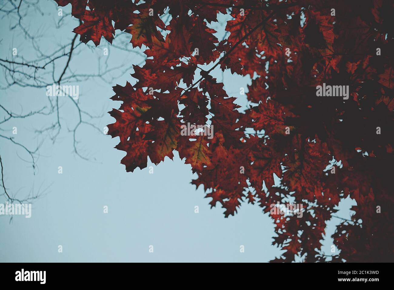 red tree leaves Stock Photo - Alamy